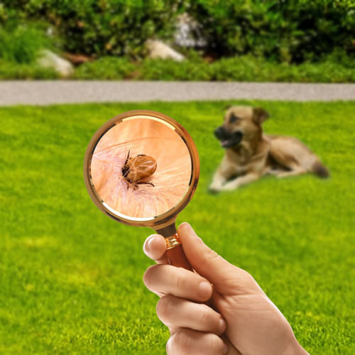 Progressive Pest Control in Hoschton, GA