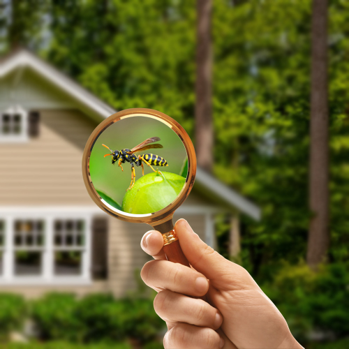 Progressive Pest Control in Hoschton, GA