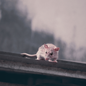 Clean Your Gutters: Pests That Are Attracted To Clogged Gutters